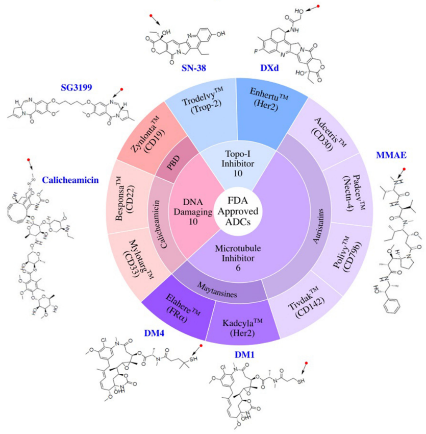 探究ADC的临床格局 - 平头哥